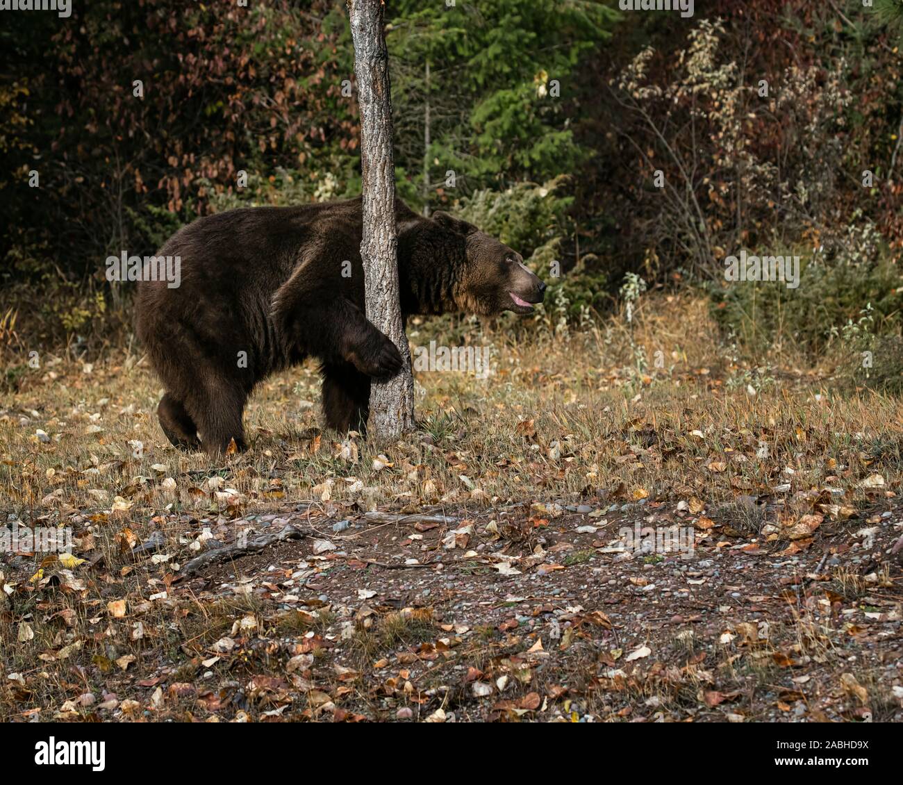 Grizzly Bear in fall colors Stock Photo - Alamy