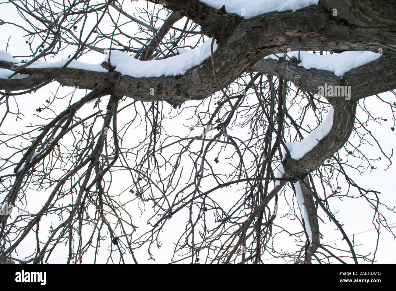 Covered walnut branches with snow during the winter Stock Photo - Alamy