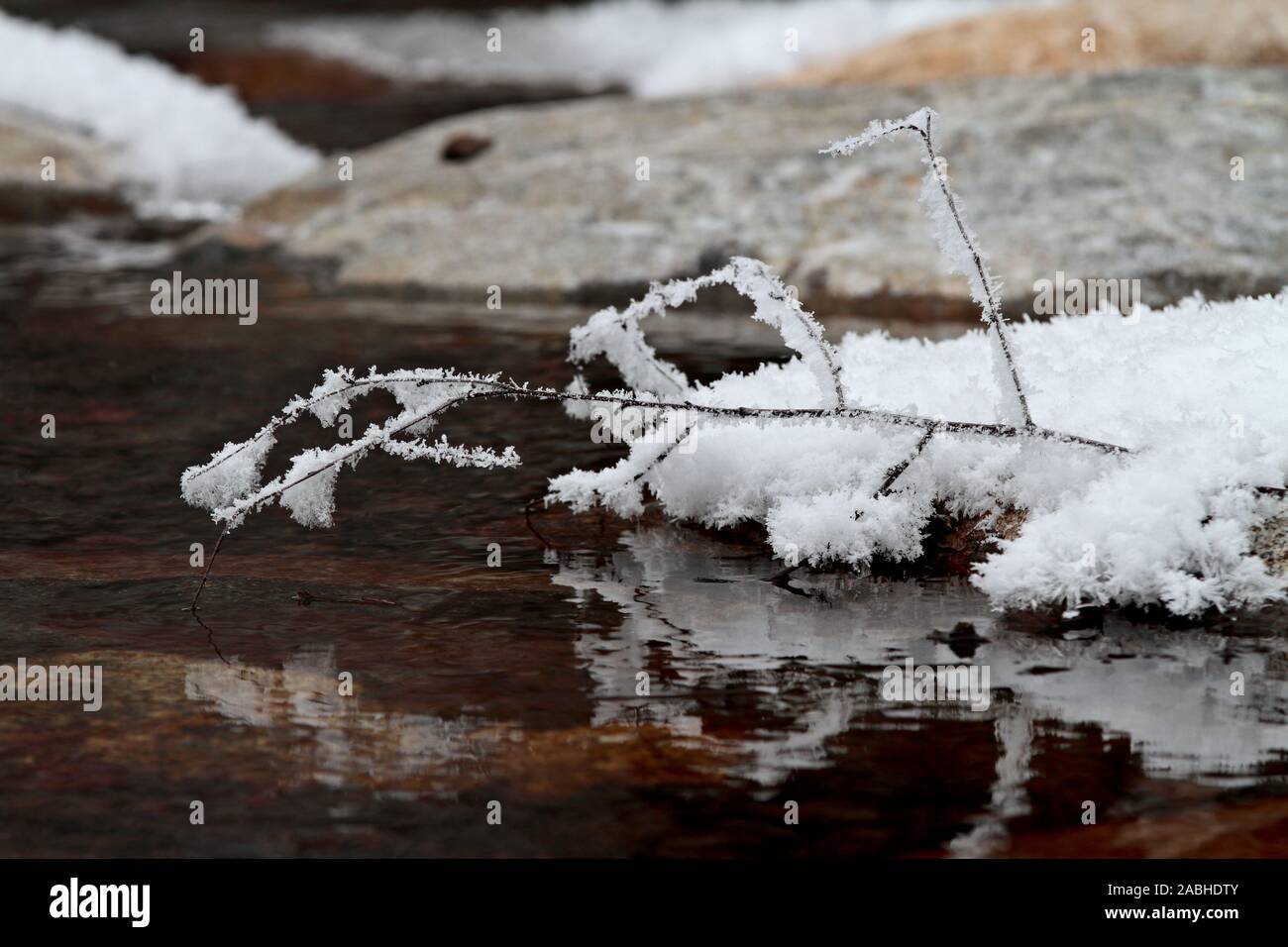 A frozen thin branch has fallen on the rocks by the water in the winter ...