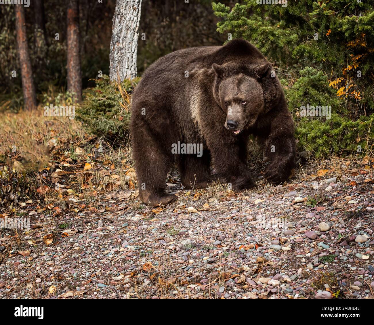 Grizzly Bear in fall colors Stock Photo - Alamy