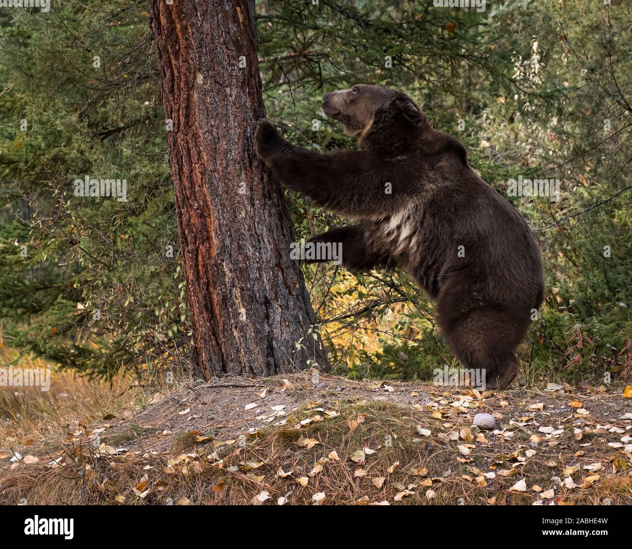 Grizzly Bear in fall colors Stock Photo - Alamy
