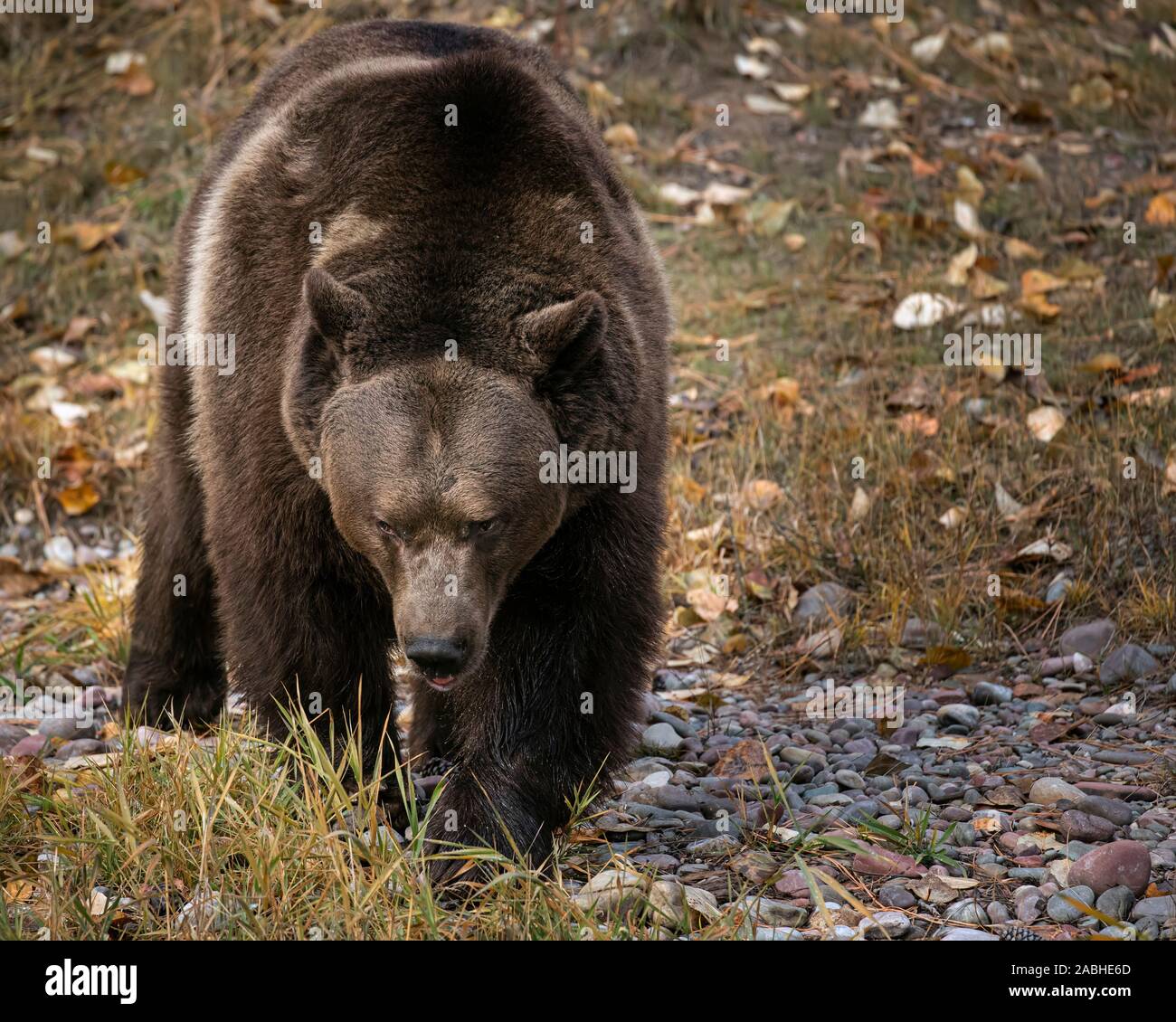 Grizzly Bear in fall colors Stock Photo - Alamy