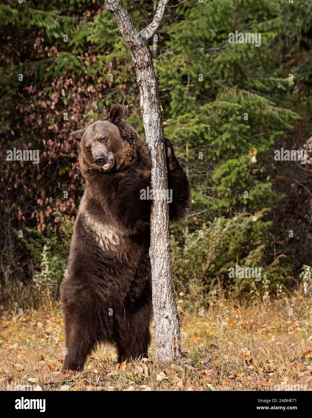 Grizzly Bear in fall colors Stock Photo - Alamy