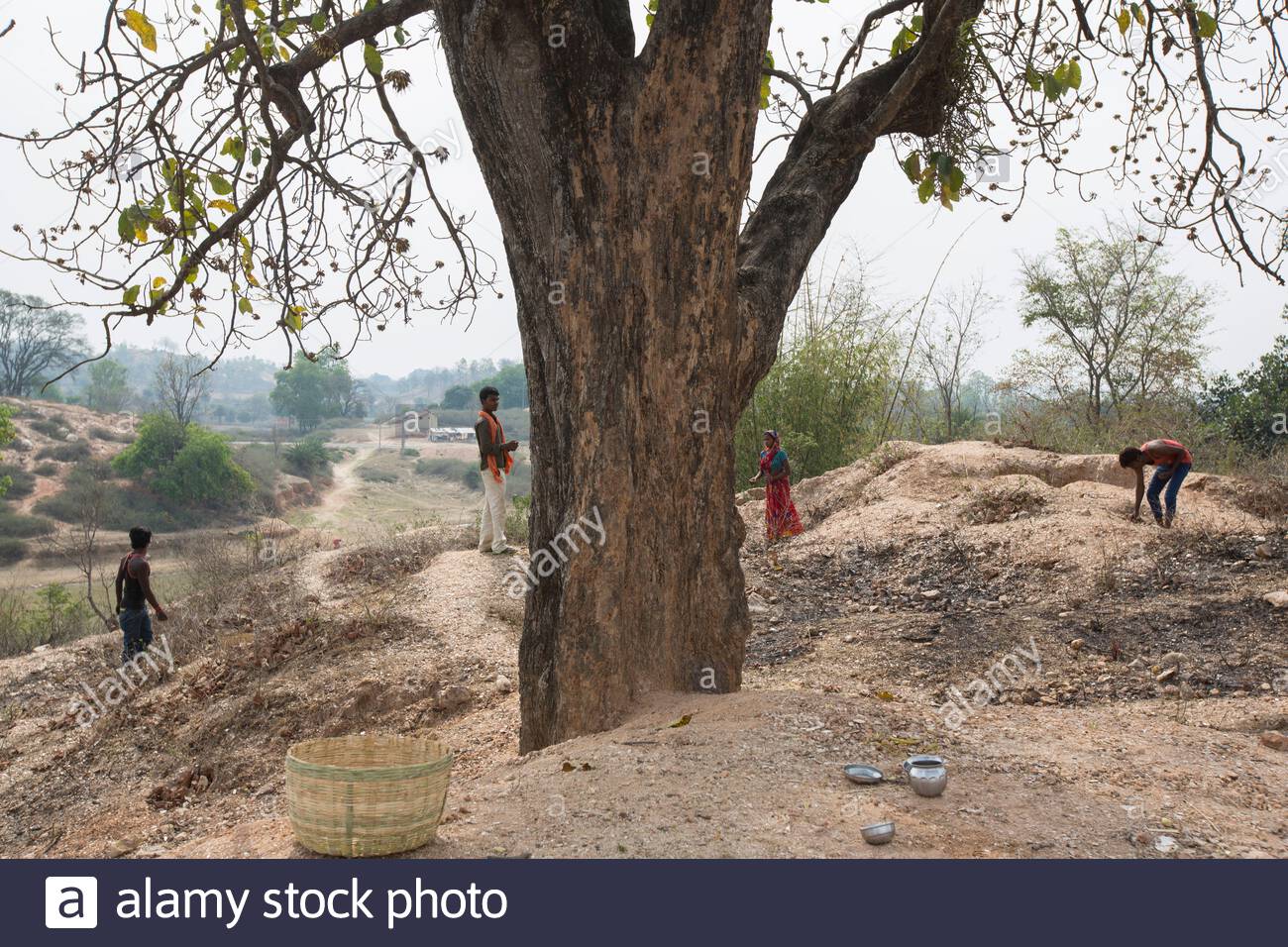 Mahua Tree Stock Photos & Mahua Tree Stock Images - Alamy