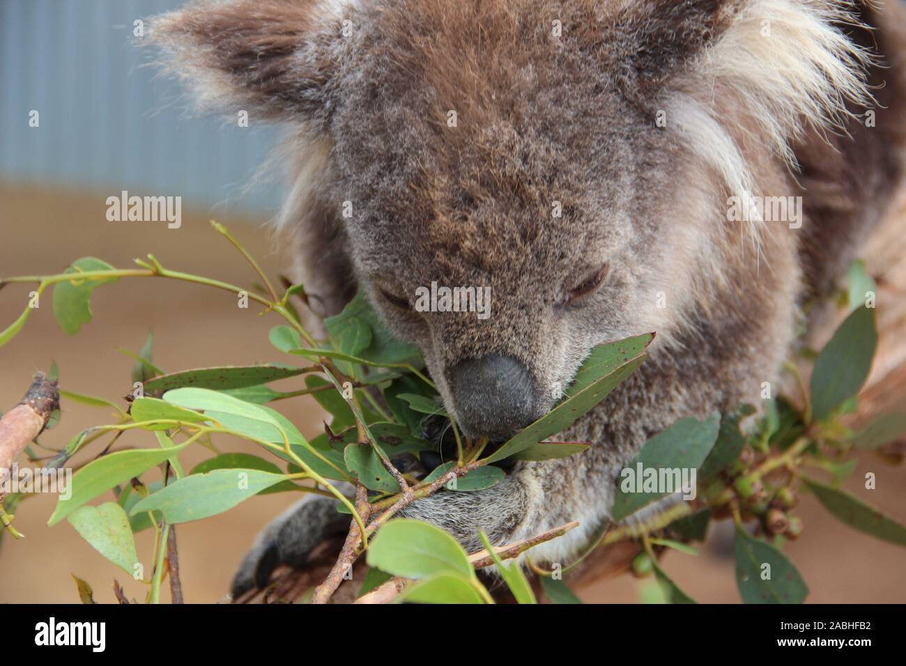 Koala eating eucalyptus leaves hi-res stock photography and images - Alamy