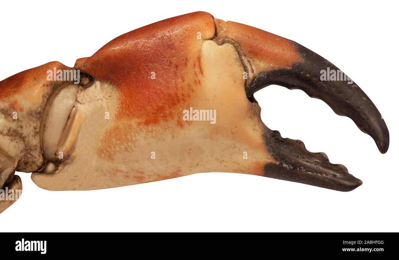 Crab claw hi-res stock photography and images - Alamy