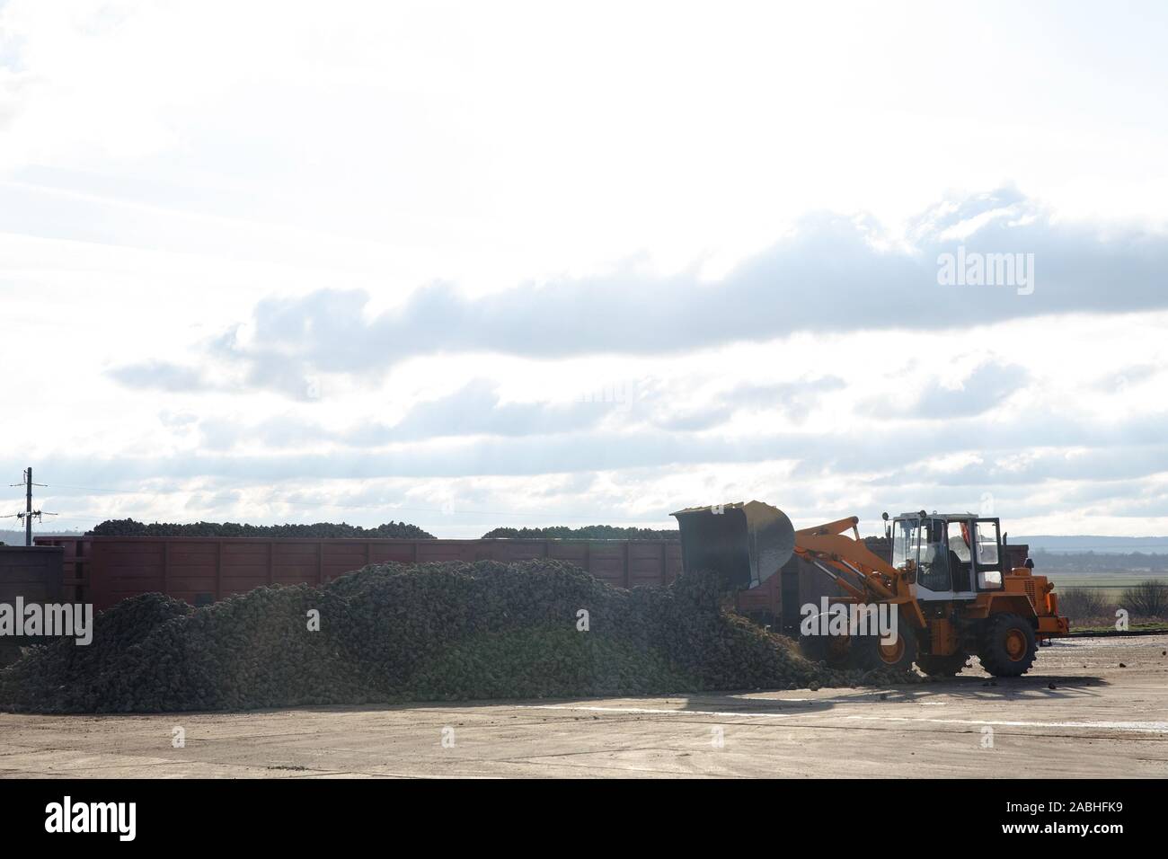 A sugar beet harvest in progress - Tractor loads sugar beet into the ...