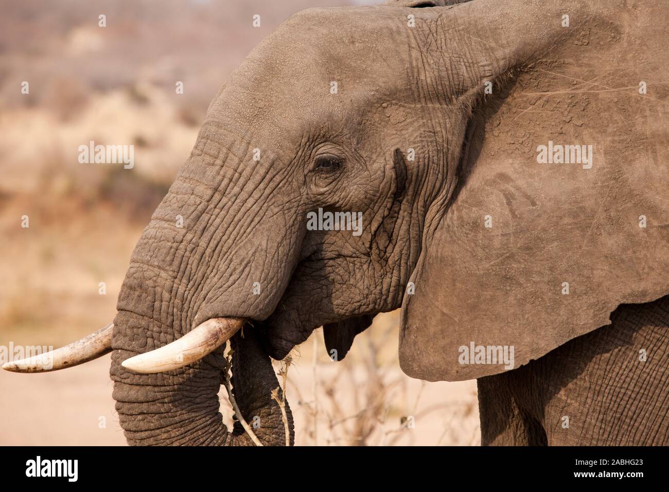 Elephant musth hi-res stock photography and images - Alamy
