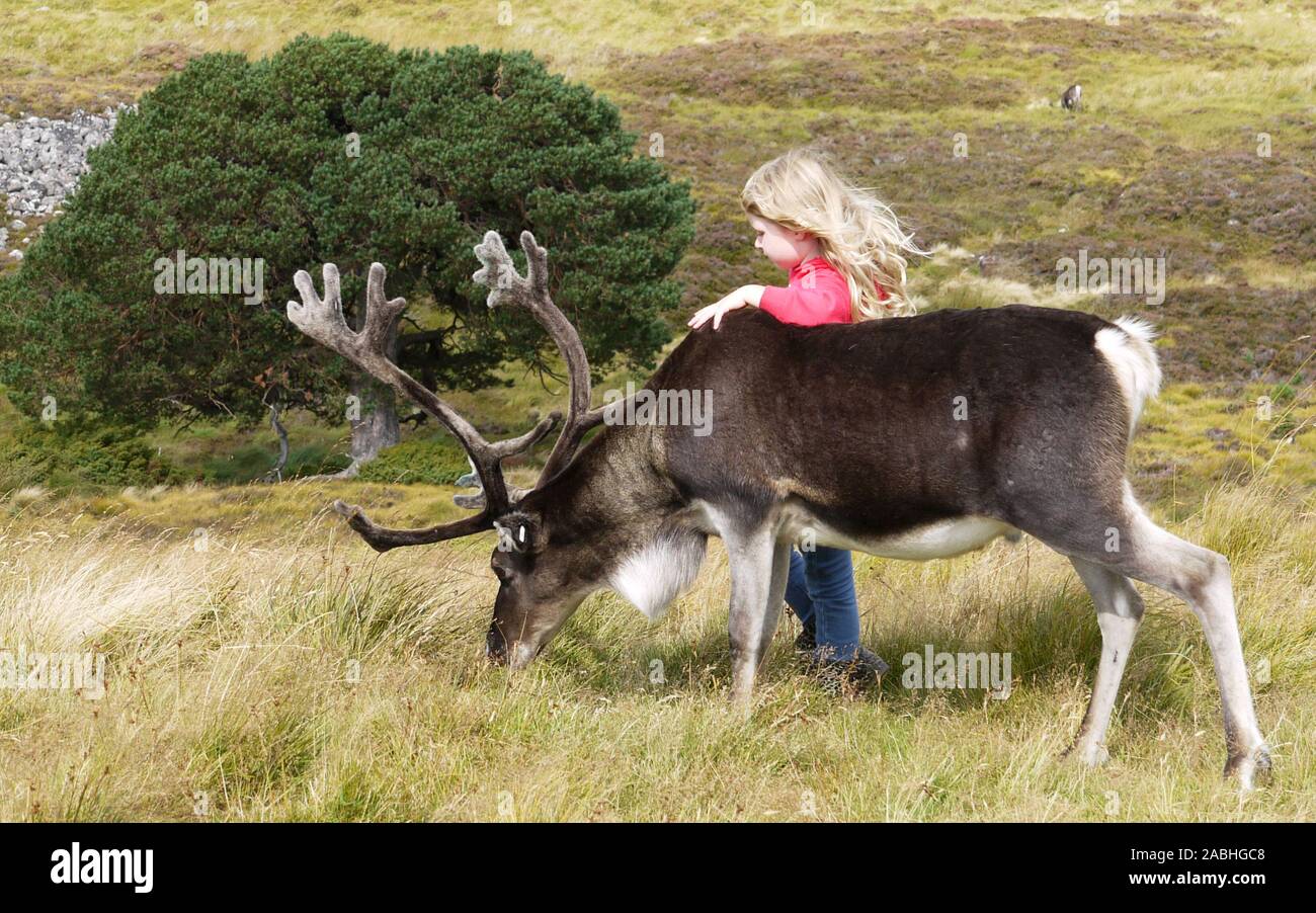The Cairngorm reindeer herd is Britain's only free-ranging herd of ...