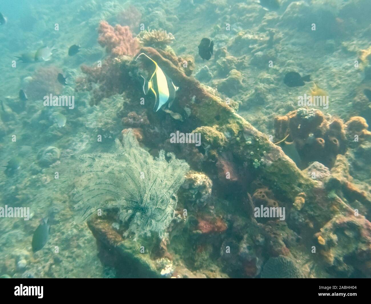 Moorish idol fish hi-res stock photography and images - Alamy