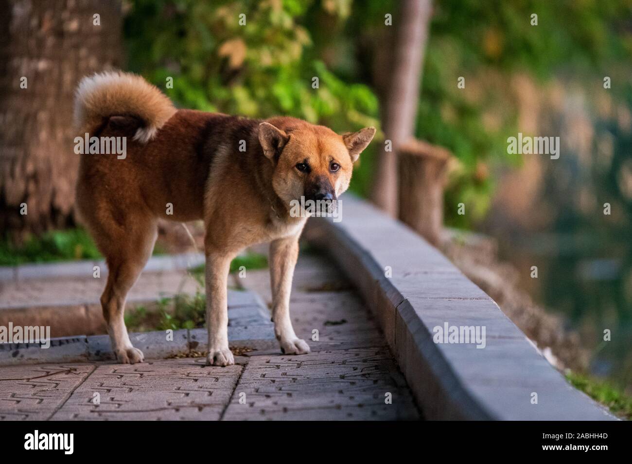 A stray dog peeing on the pavement beside a lake in Hanoi, Vietnam ...