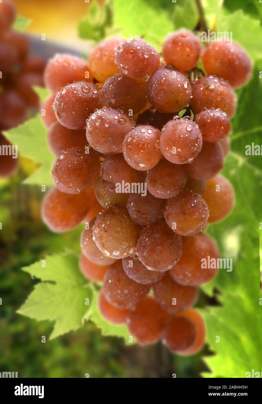 Pale grapes hi-res stock photography and images - Alamy