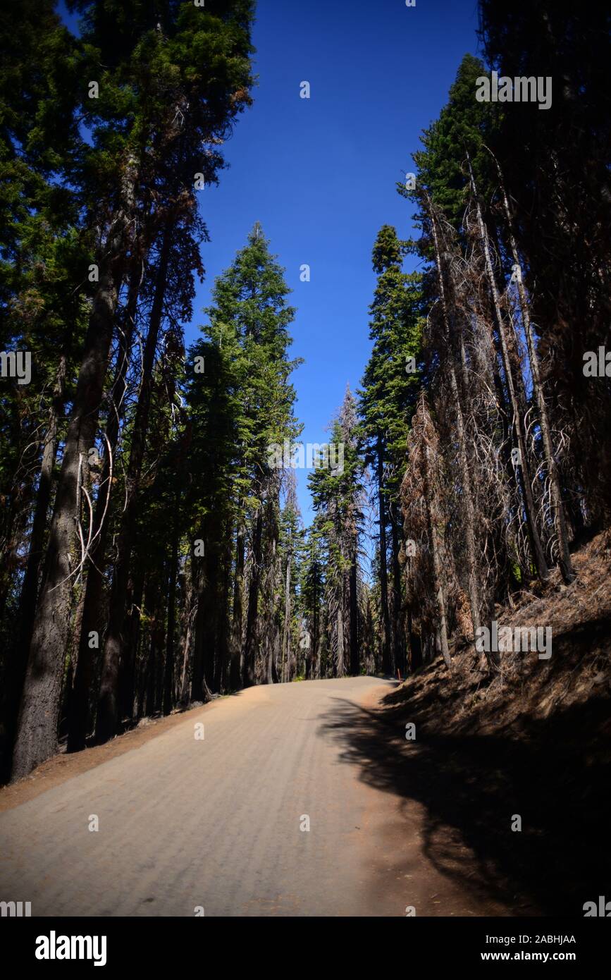 Tuolumne Grove Trailhead of Giant Sequoias, Yosemite National Park ...