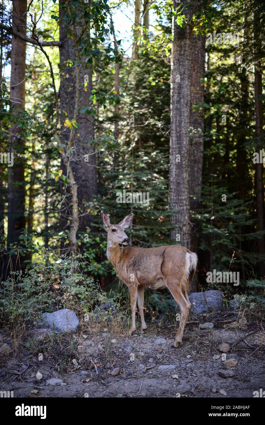 California mule deer odocoileus hemionus californicus hi-res stock ...