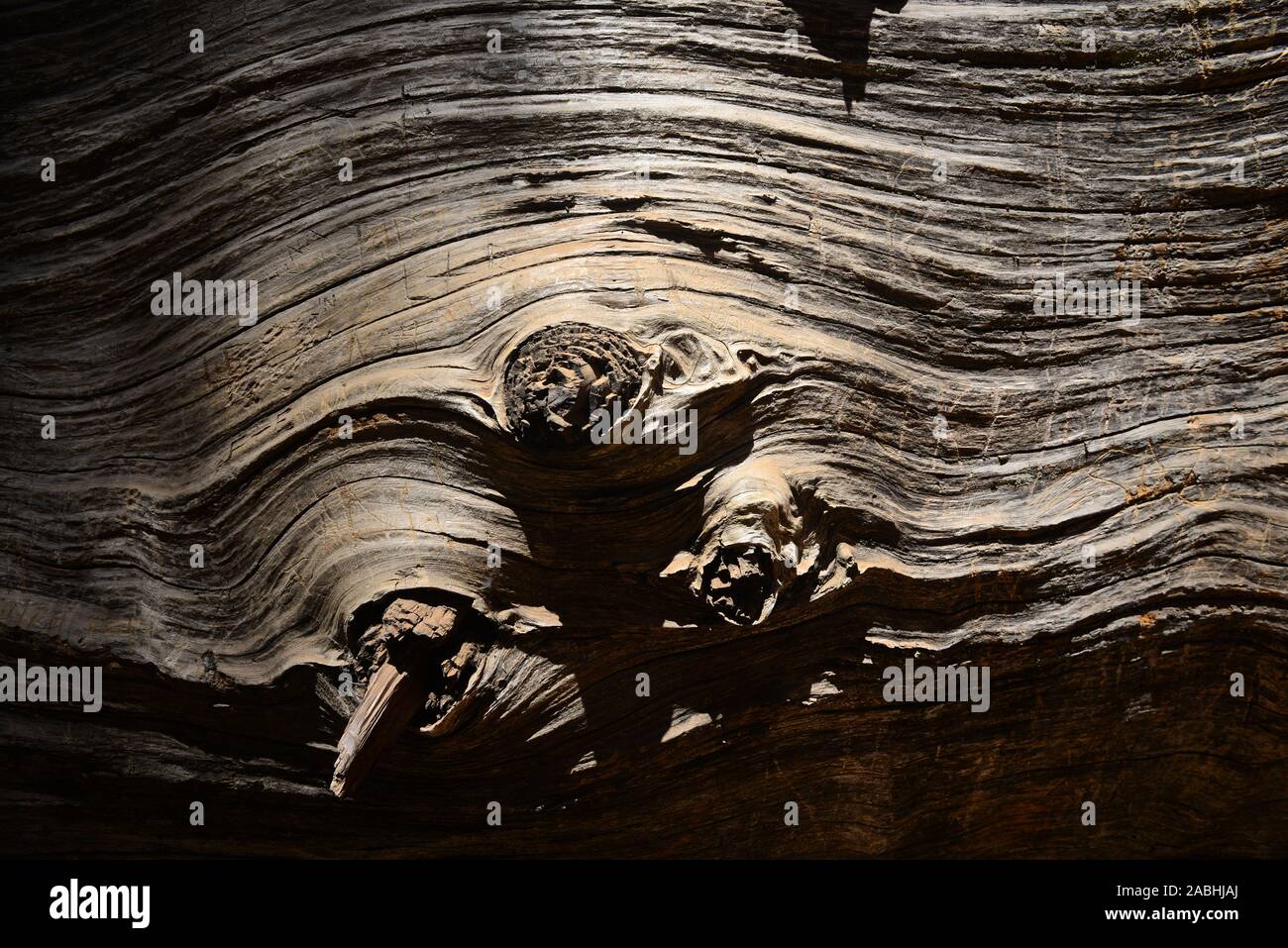 Tuolumne Grove Trailhead of Giant Sequoias, Yosemite National Park ...