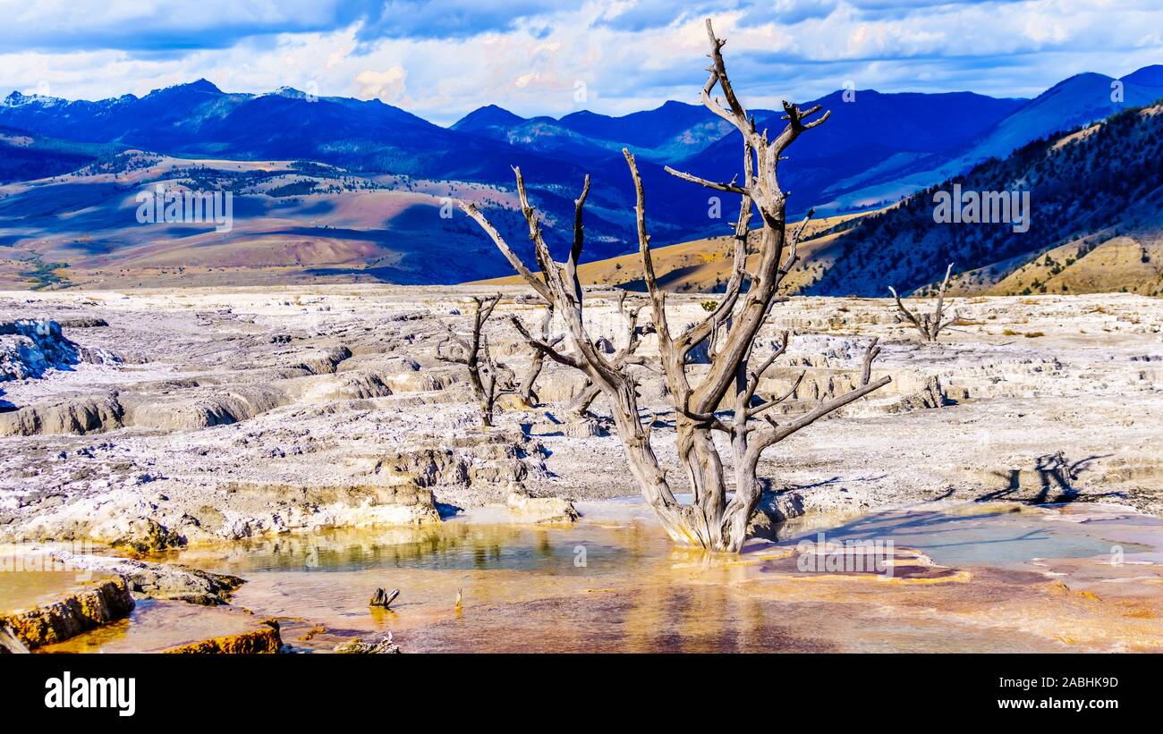 Dead canary hi-res stock photography and images - Alamy