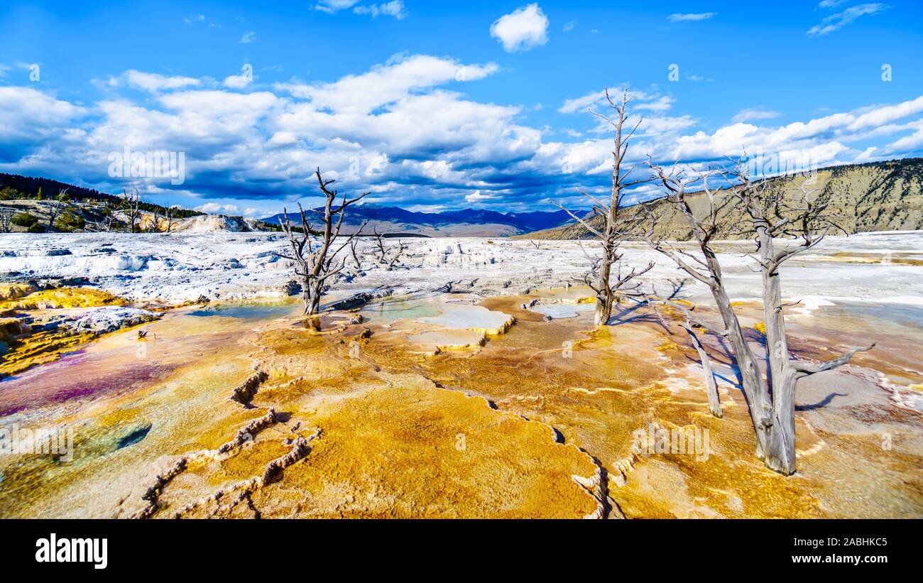 Dead trees caused by mineral rich waters and vapors near Canary Spring ...