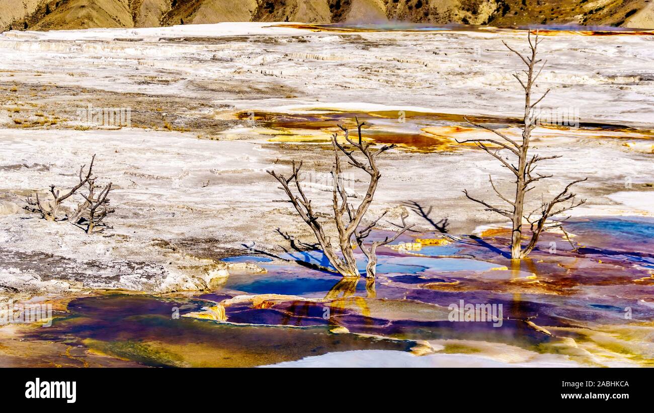 Dead trees caused by mineral rich waters and vapors near Canary Spring ...