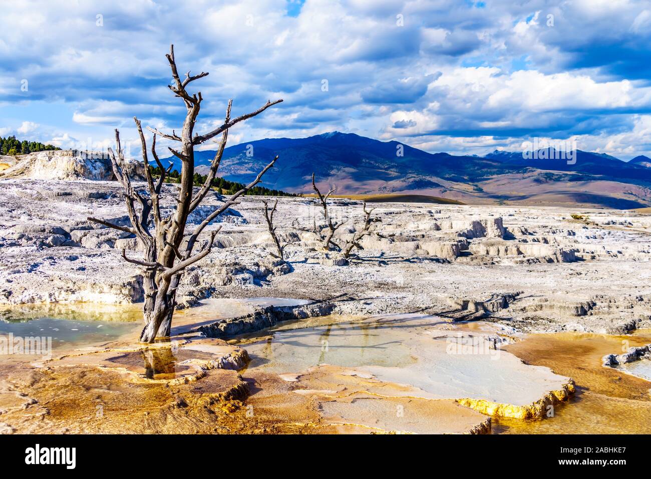 Dead canary hi-res stock photography and images - Alamy