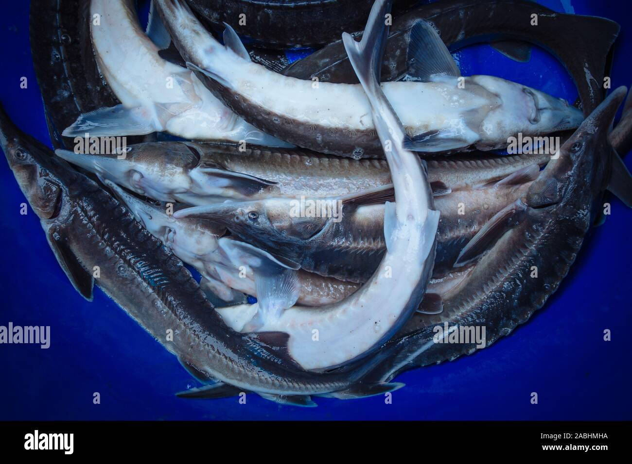 Fresh raw sturgeon fishes in blue bucket Stock Photo - Alamy