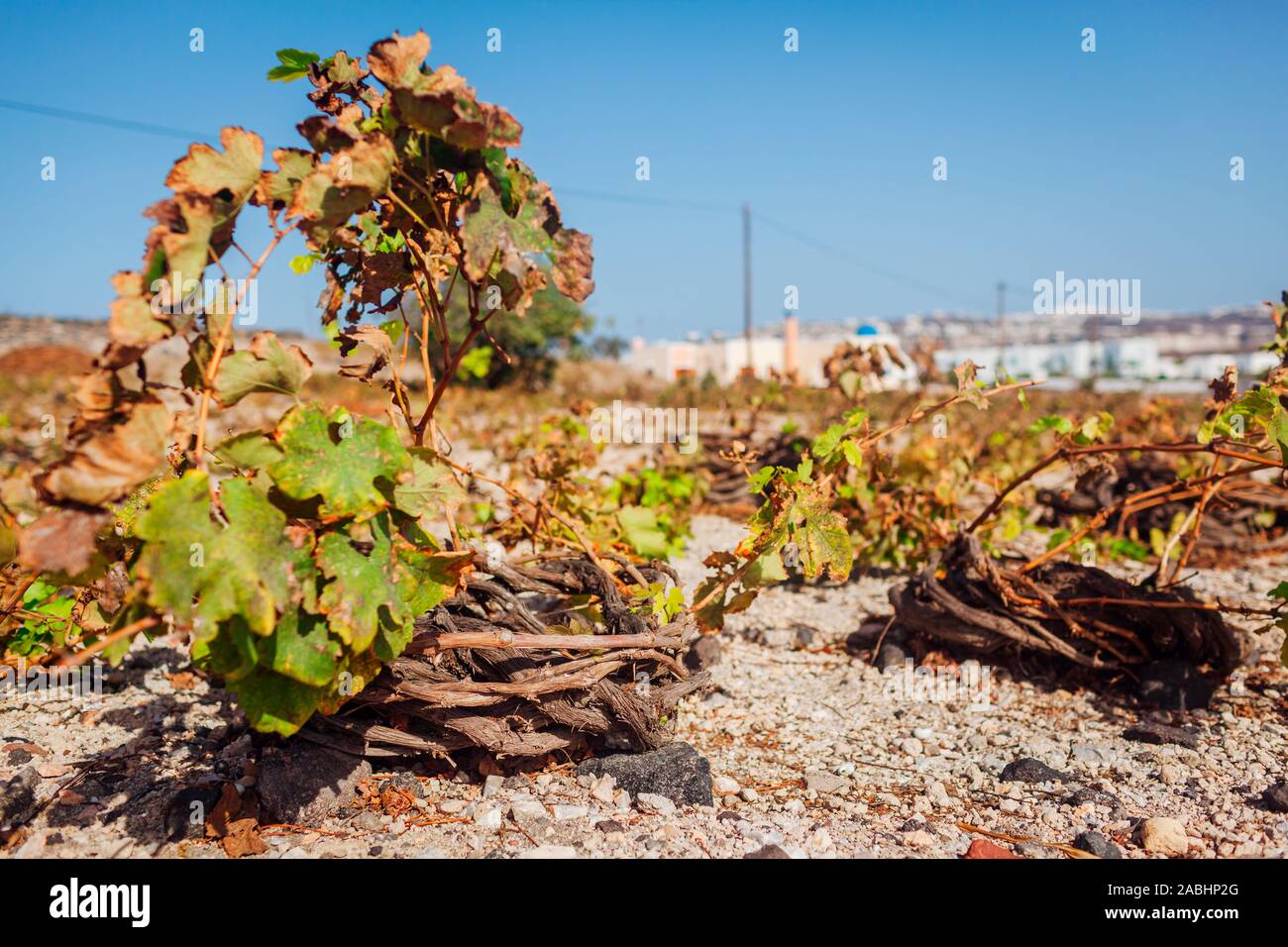 Santorini grapes in field. Autumn vine twisted in basket protected from ...