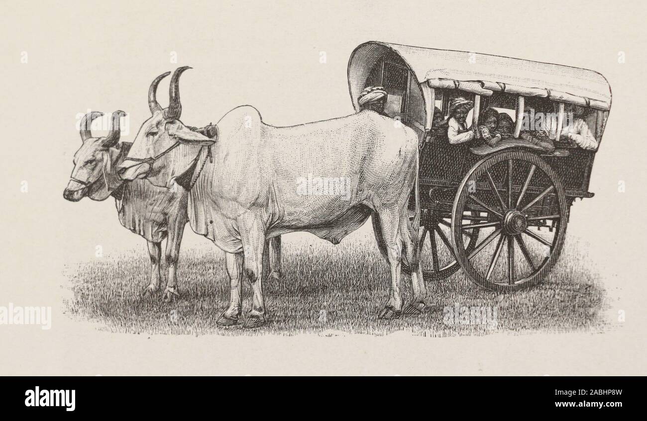 Carriage with buffalo in Southeast Asia. Engraving of the 19th century ...