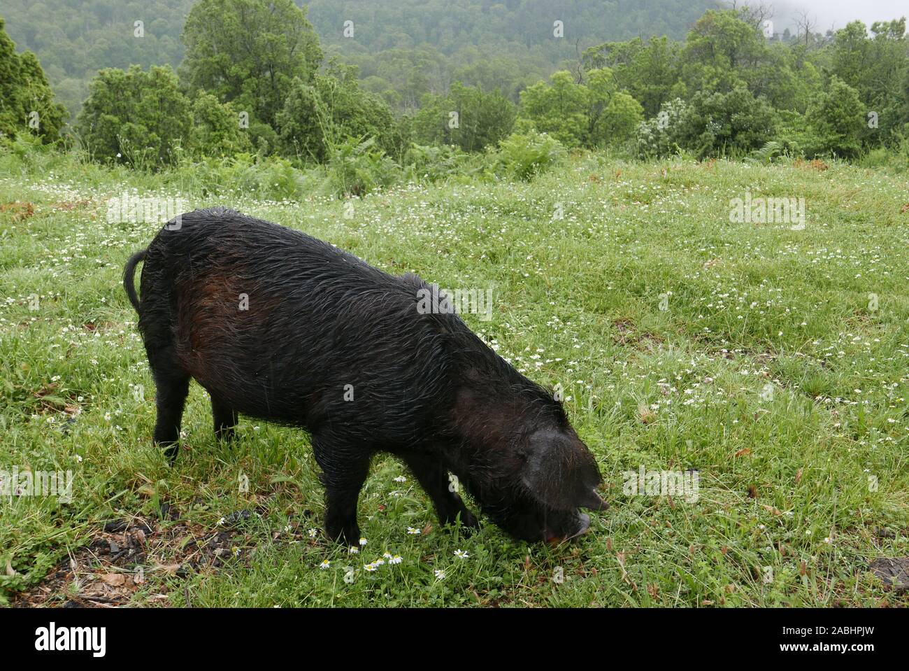 holidays on the island of beauty, in southern Corsica. Mountain walk ...