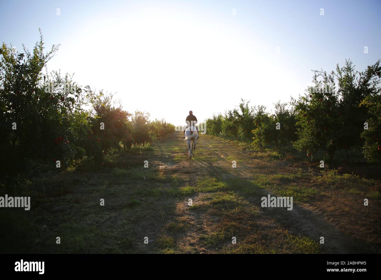 man on the horse at the pitch Stock Photo - Alamy