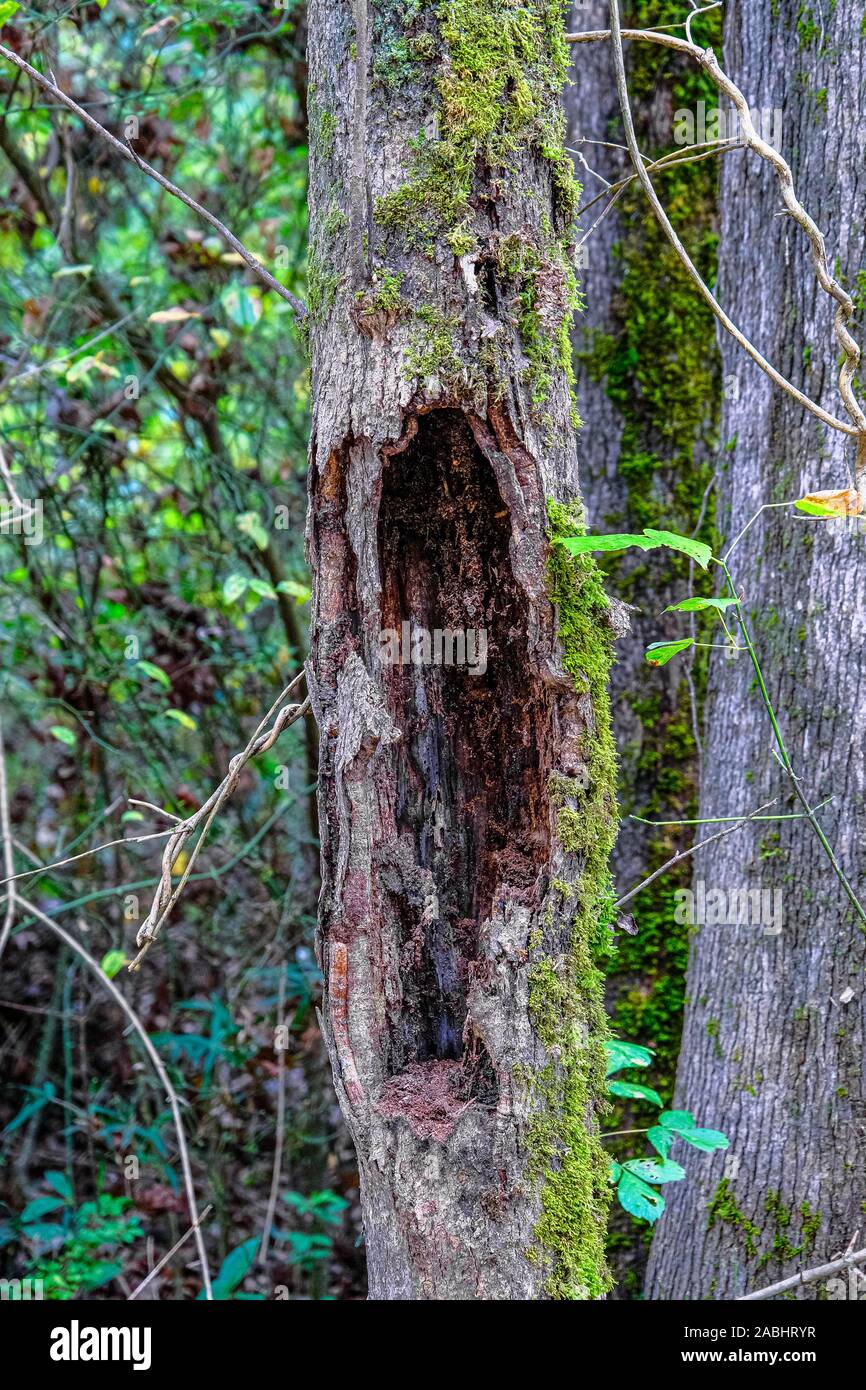 Tree Rotted Out from Disease Stock Photo - Alamy