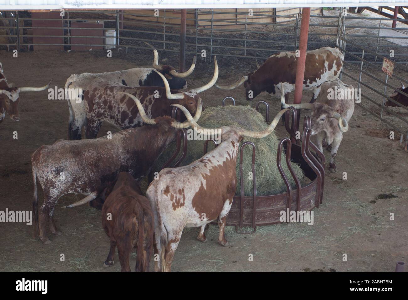 Stockyard fort worth hi-res stock photography and images - Alamy