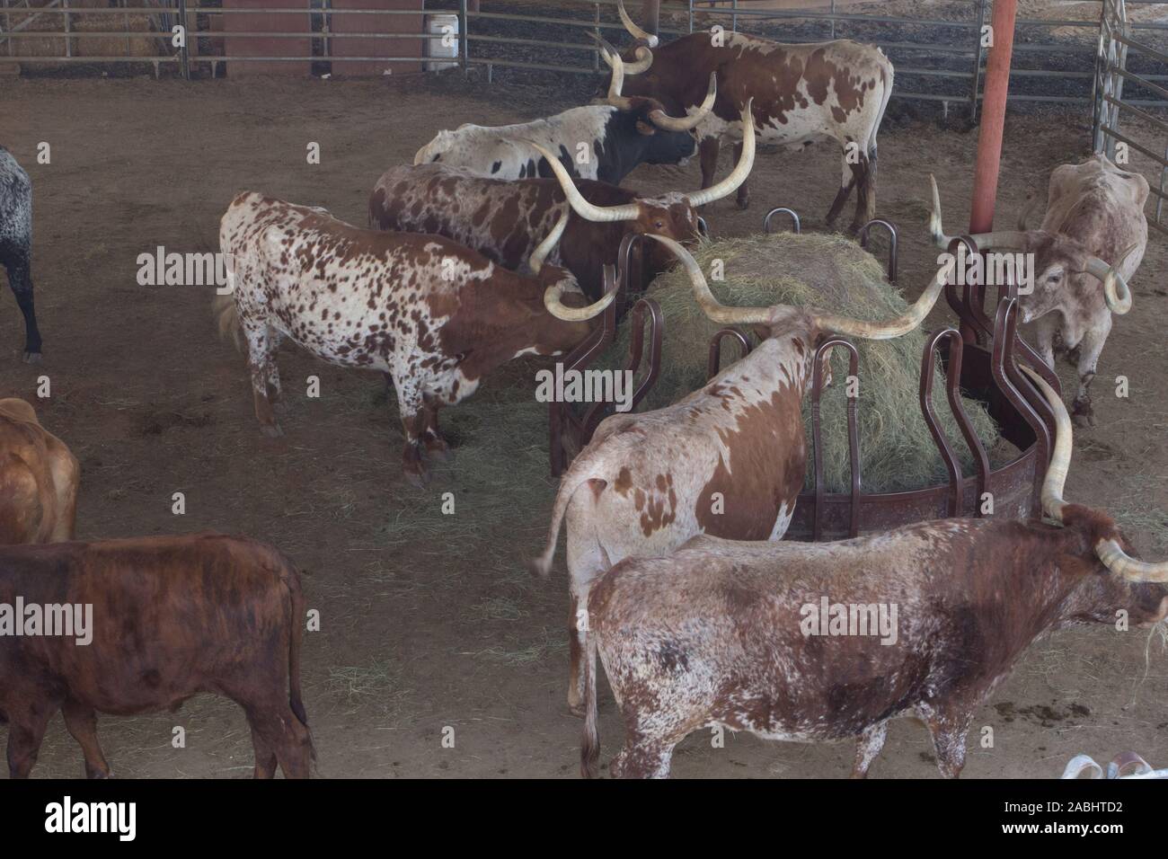 Fort Worth Stockyard High Resolution Stock Photography and Images - Alamy