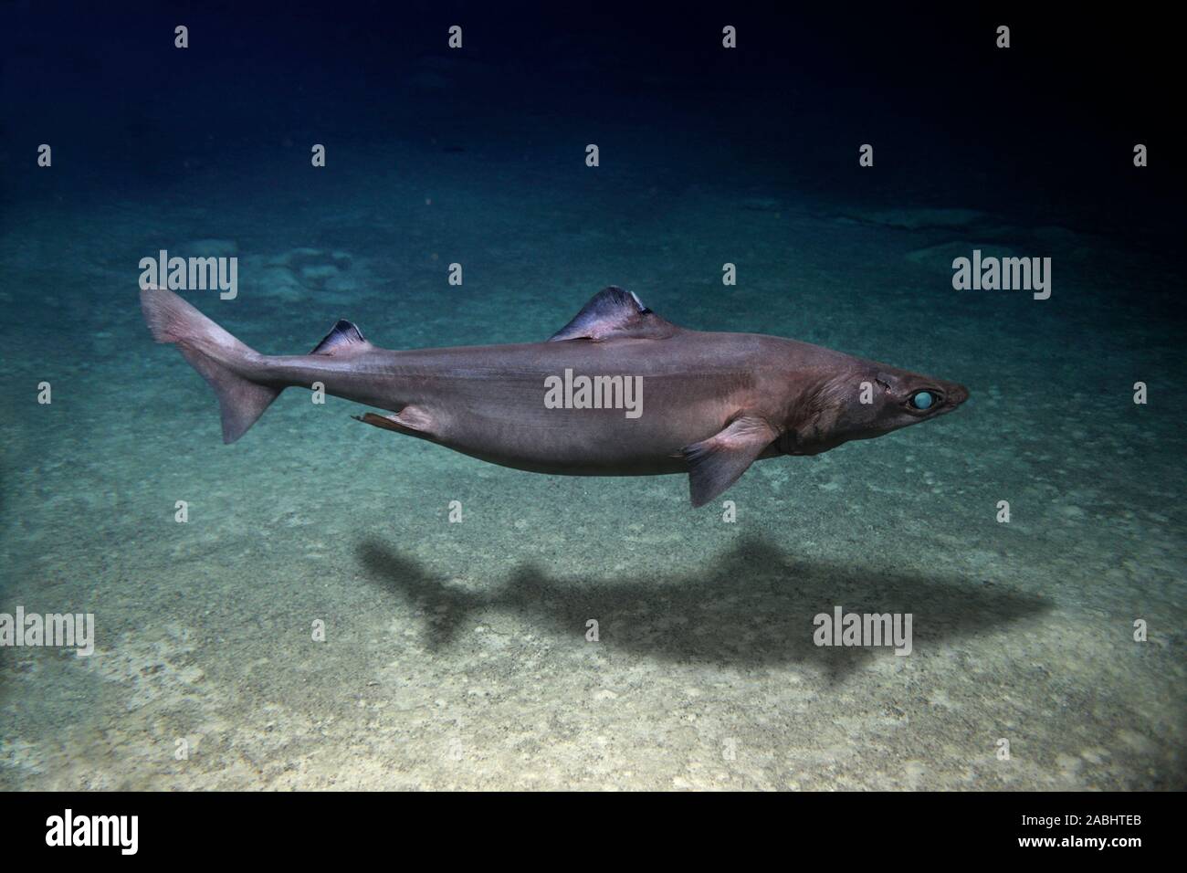 Deepwater Dogfish High Resolution Stock Photography and Images - Alamy
