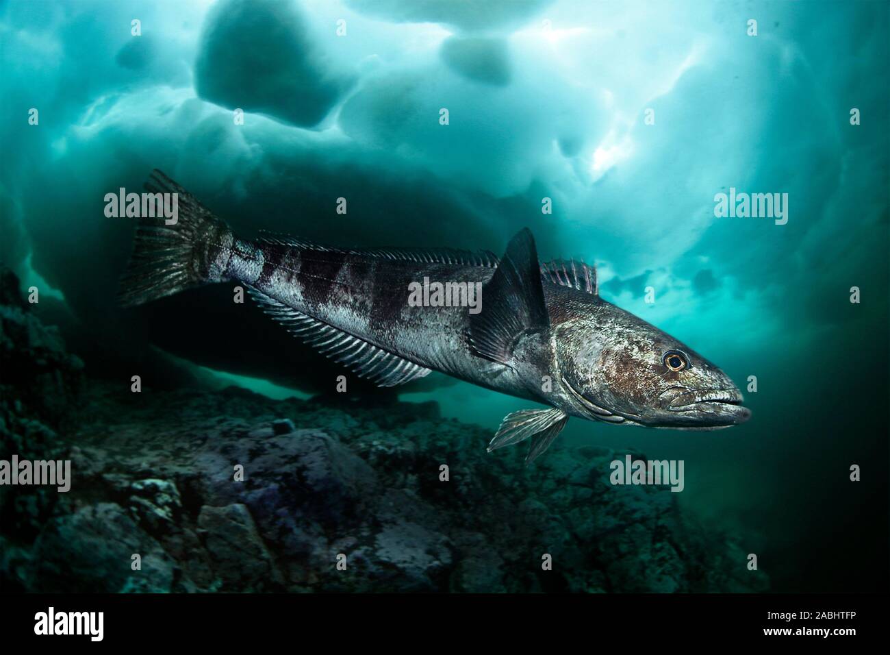 Toothfish Stock Photos & Toothfish Stock Images - Alamy