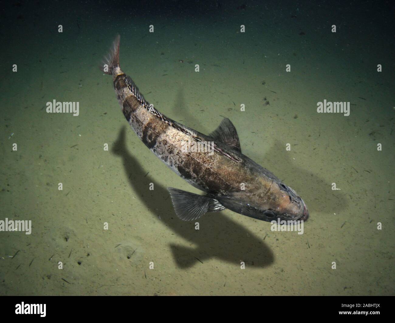 Toothfish Stock Photos & Toothfish Stock Images - Alamy