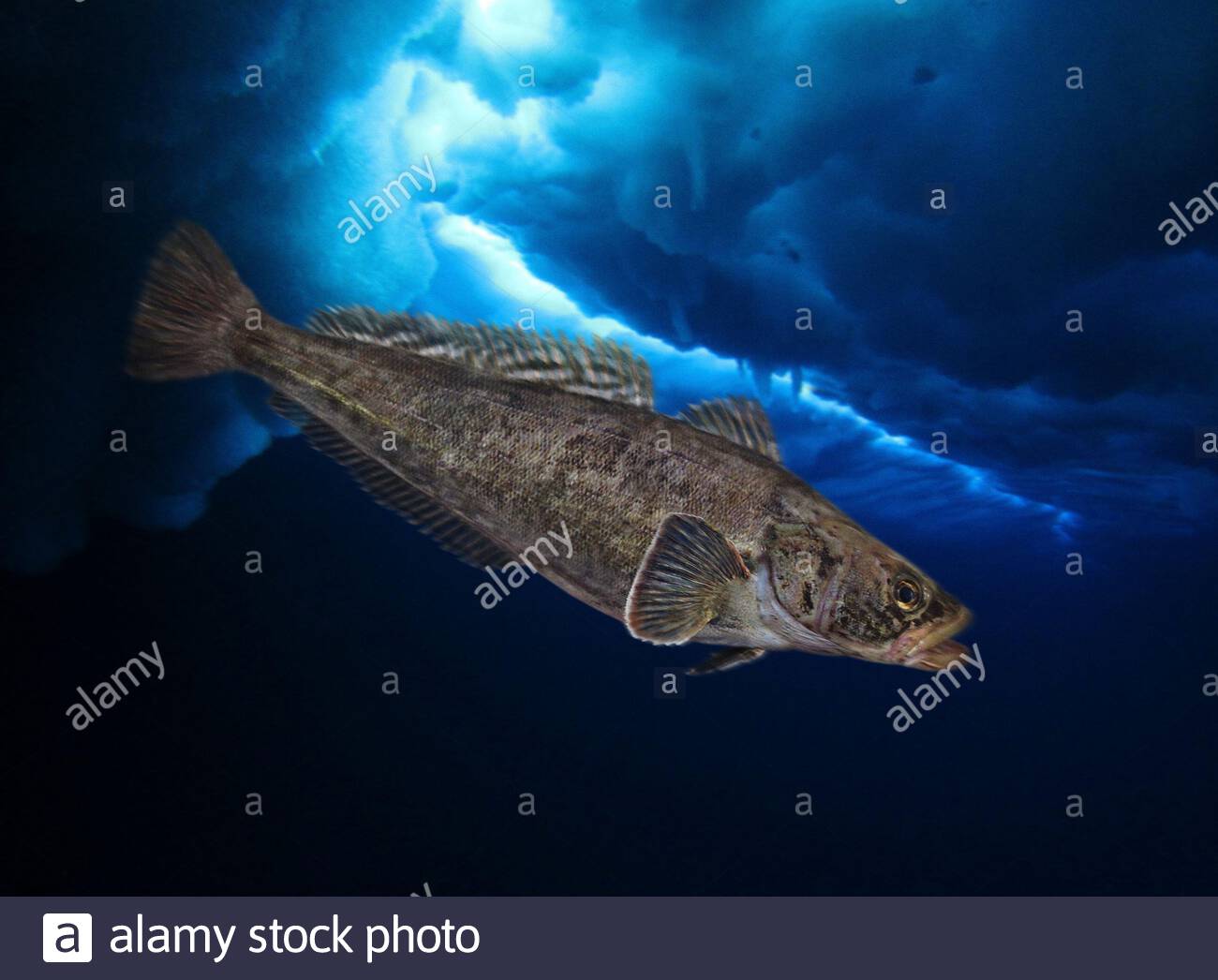 Toothfish Stock Photos & Toothfish Stock Images - Alamy