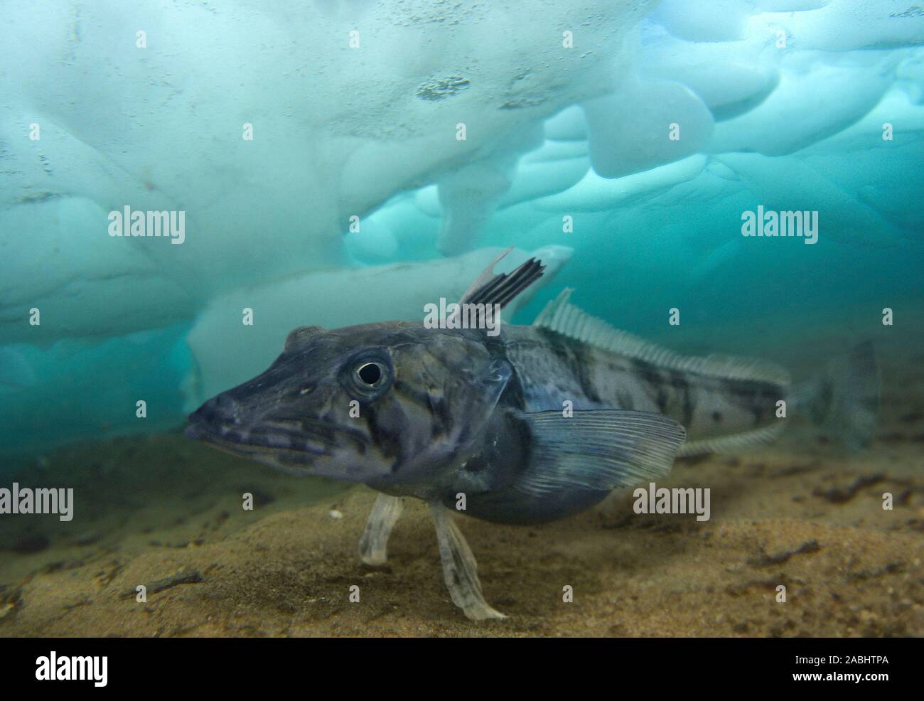 Haemoglobin High Resolution Stock Photography and Images - Alamy