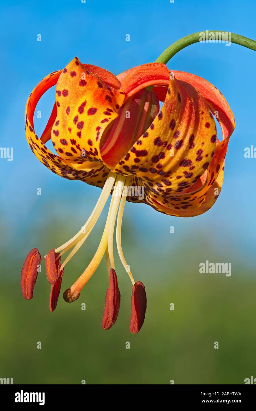Asclepiadaceae family hi-res stock photography and images - Alamy