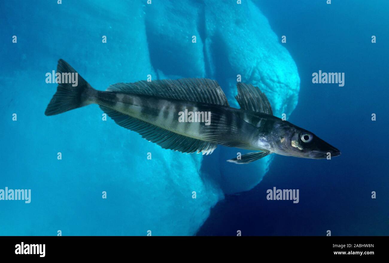 Haemoglobin High Resolution Stock Photography and Images - Alamy