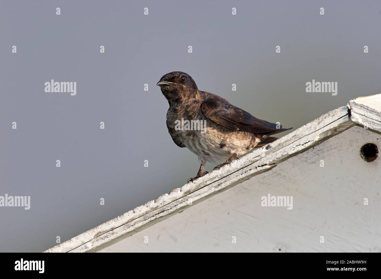 Female purple martin hi-res stock photography and images - Alamy
