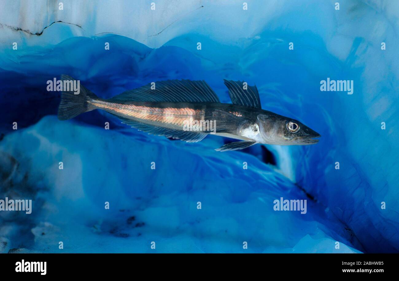 Crocodile Fish Food High Resolution Stock Photography and Images - Alamy