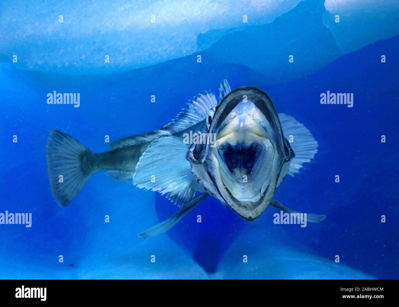 Haemoglobin High Resolution Stock Photography and Images - Alamy