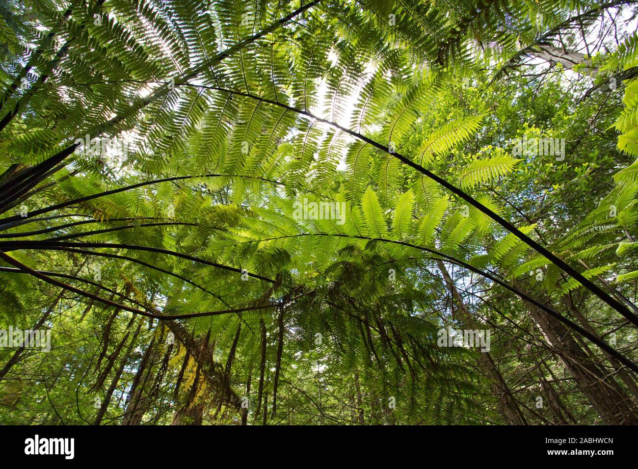 Forest of Tree Ferns and Giant Redwoods in Whakarewarewa Forest near ...
