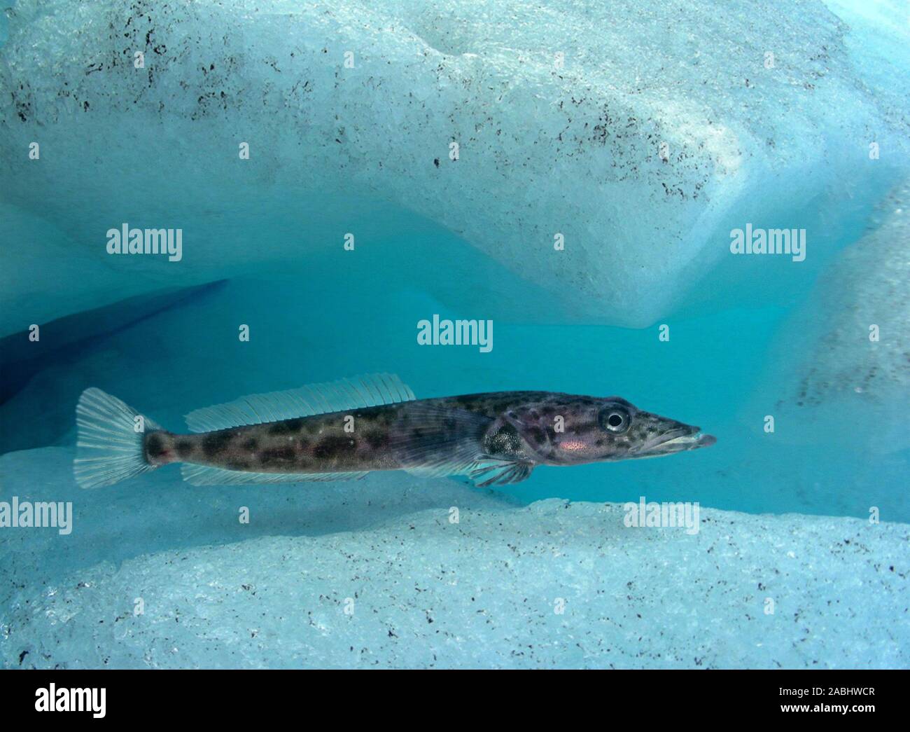 Dragonfish High Resolution Stock Photography and Images - Alamy