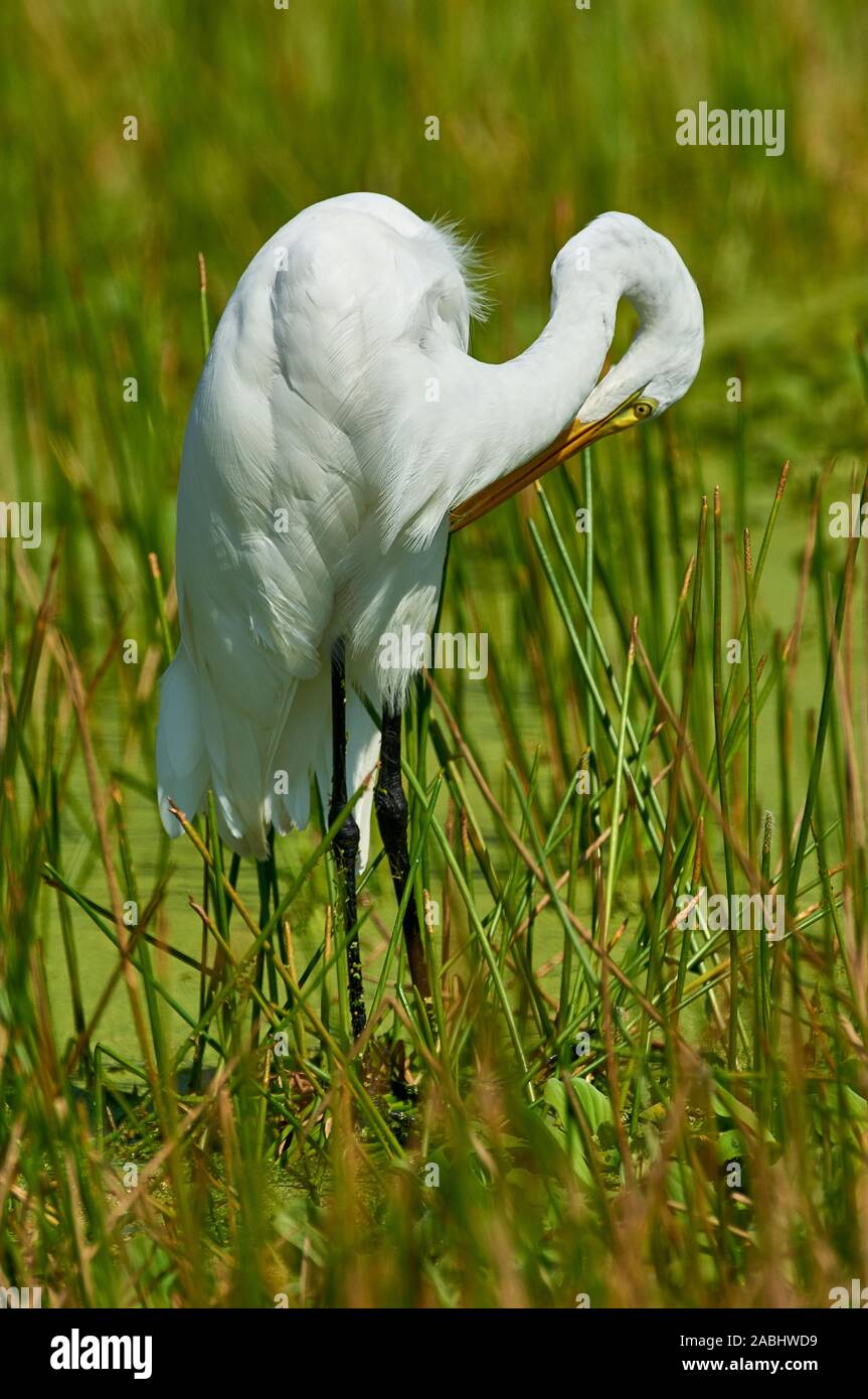 Ardea alba preening florida bird hi-res stock photography and images ...