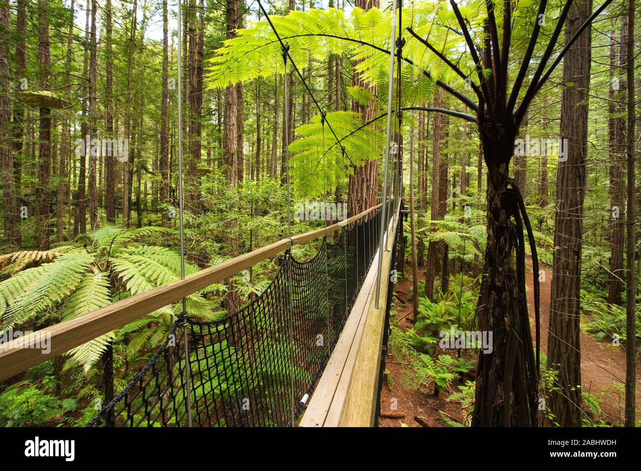 Treewalk through Forest of Tree Ferns and Giant Redwoods in ...