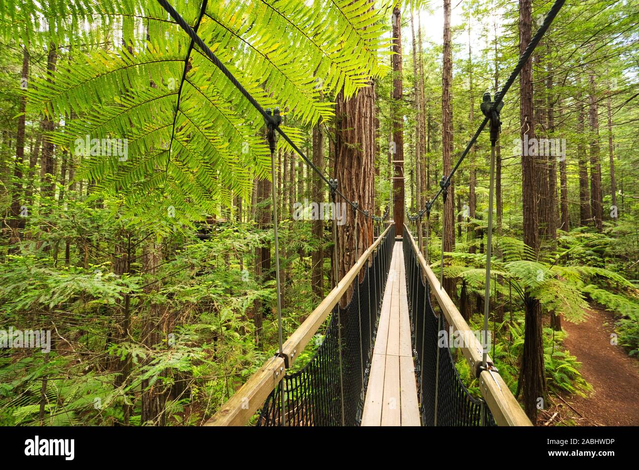 Treewalk through Forest of Tree Ferns and Giant Redwoods in ...