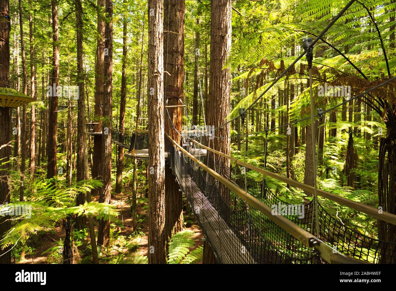 Treewalk through Forest of Tree Ferns and Giant Redwoods in ...
