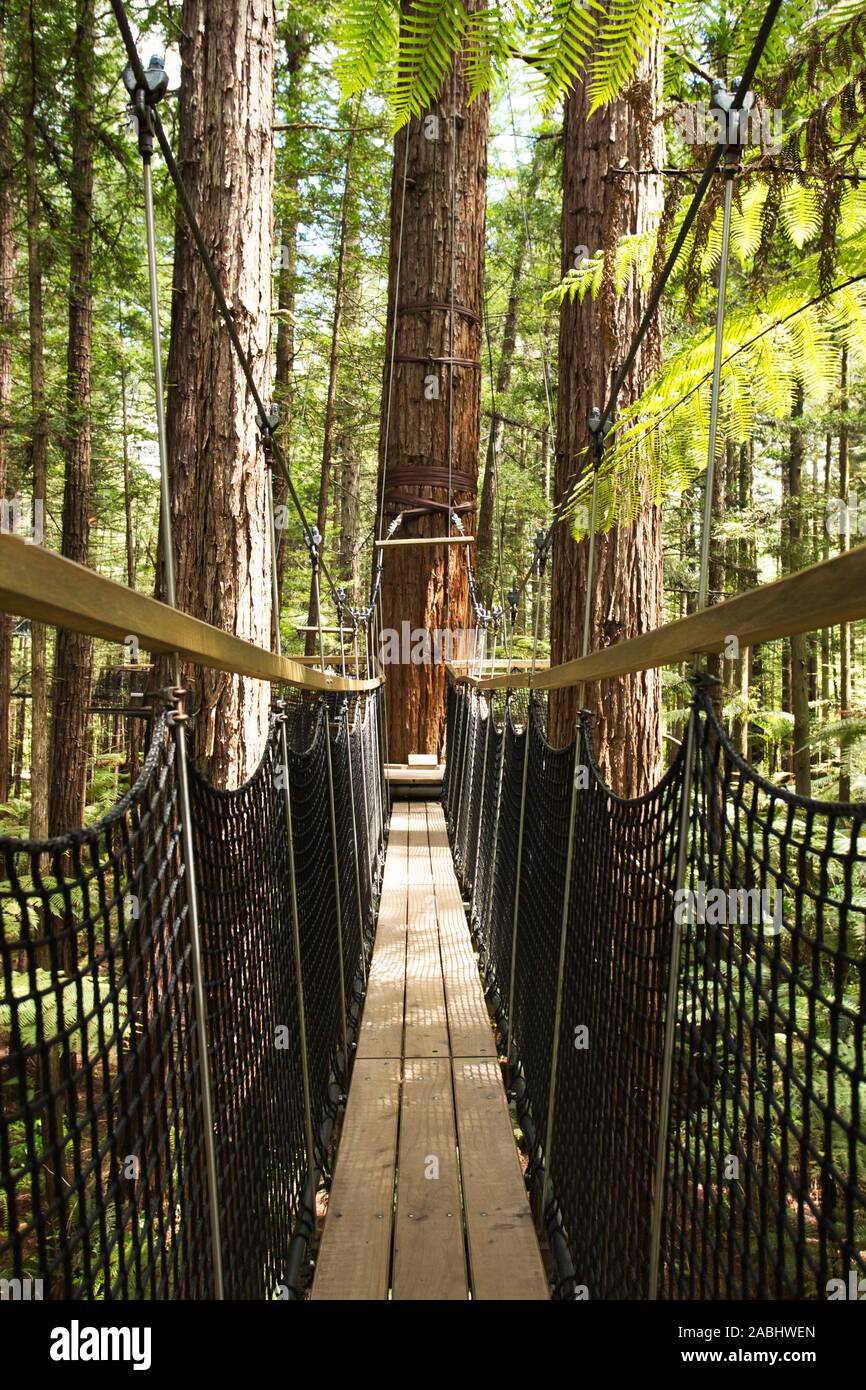 Rotorua tree walk hi-res stock photography and images - Alamy