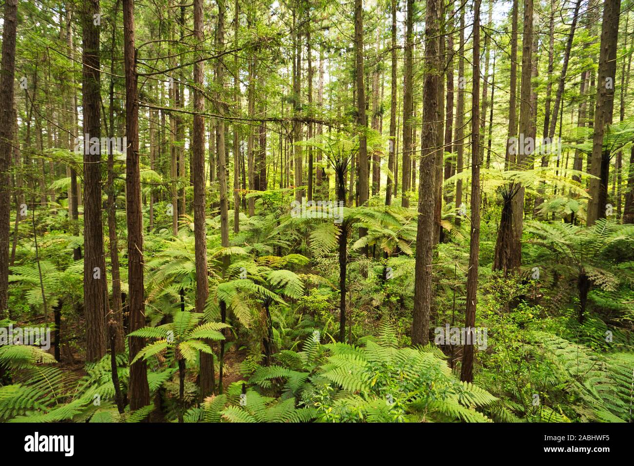 Forest of Tree Ferns and Giant Redwoods in Whakarewarewa Forest near ...
