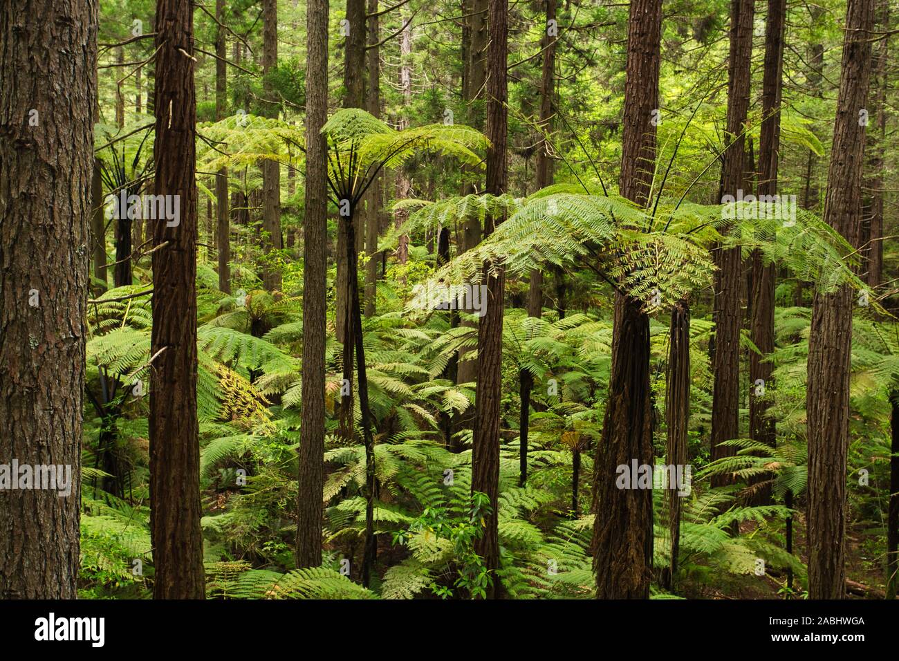 Forest of Tree Ferns and Giant Redwoods in Whakarewarewa Forest near ...